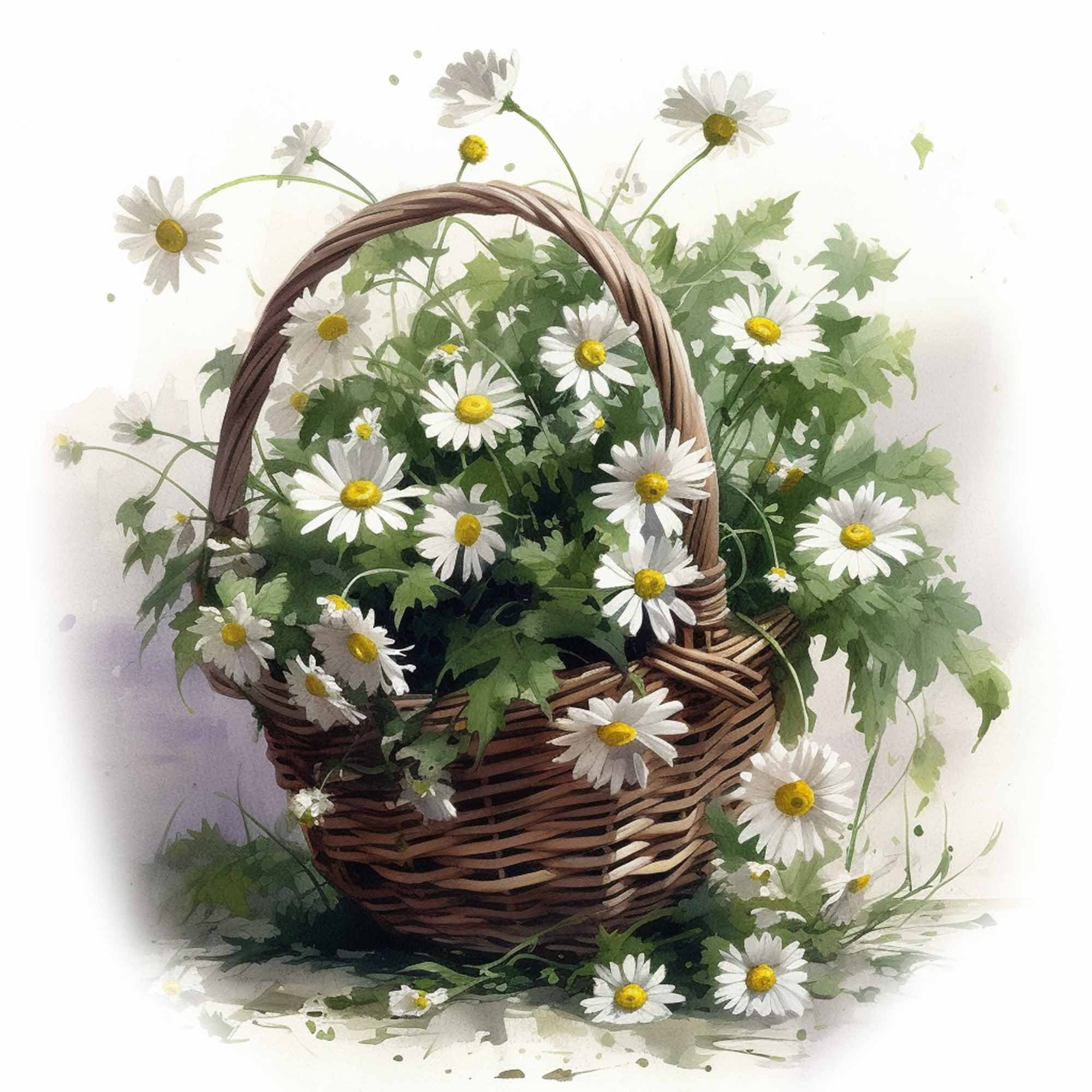 15 April Daisy Birth Flower Jpgs, Watercolor Clipart, on White ...