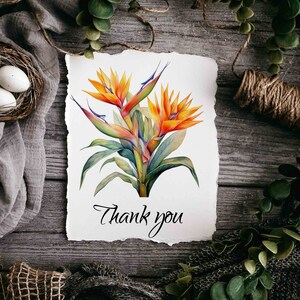 20 Bird of Paradise Watercolor Clipart Set, Pngs, FREE Commercial Use ...