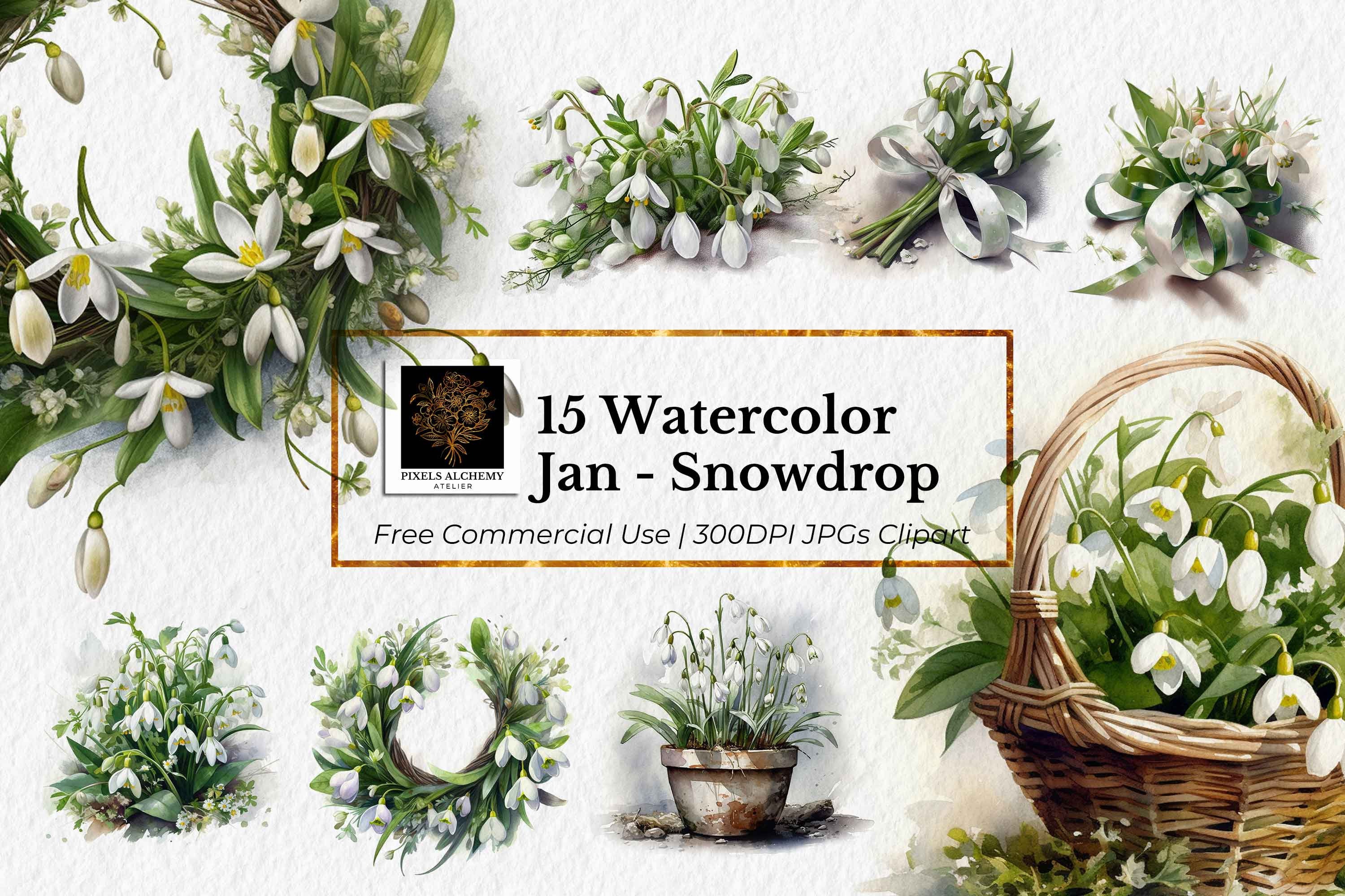 15 January-snowdrop Birth Flower Watercolor Clipart, Jpgs and Bonus ...