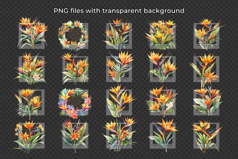20 Bird of Paradise Watercolor Clipart Set Pngs FREE - Etsy