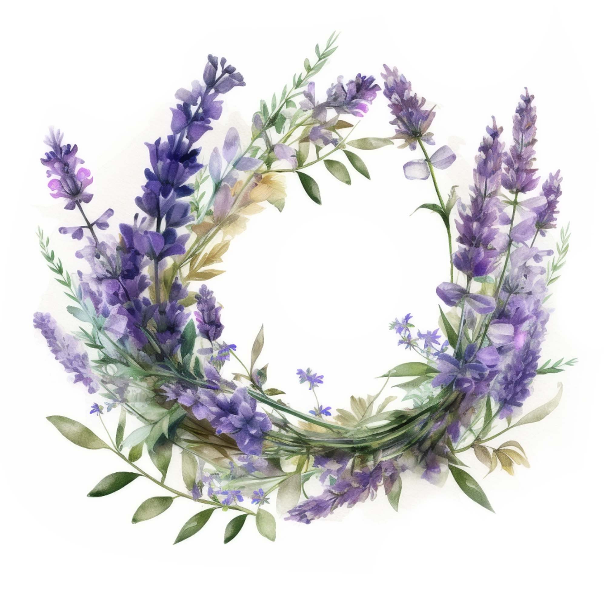 15 Lavender Bundle Jpgs, Watercolor Clipart, on White Background ...