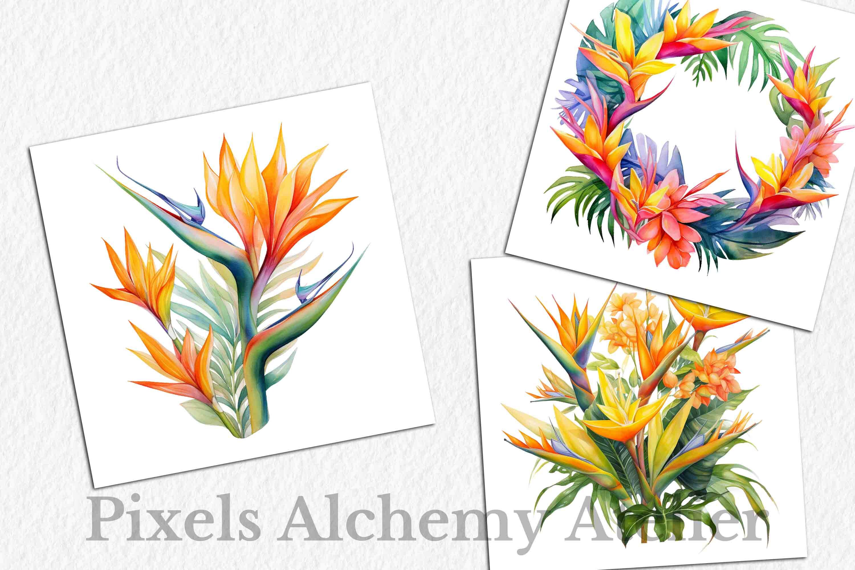 20 Bird of Paradise Watercolor Clipart Set, Pngs, FREE Commercial Use ...
