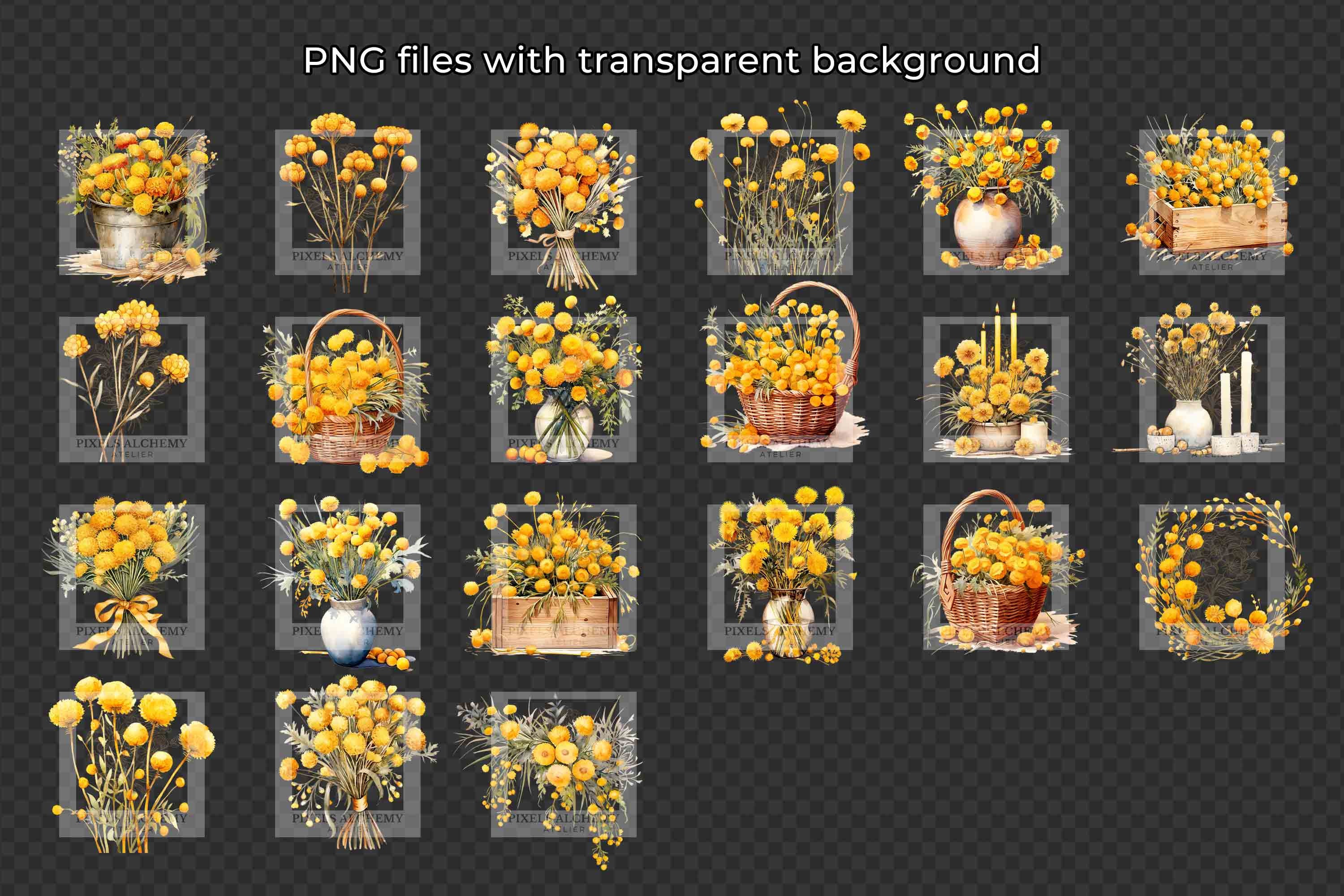 21 Billy Buttons Craspedia Watercolor Clipart, PNG, FREE Commercial Use ...