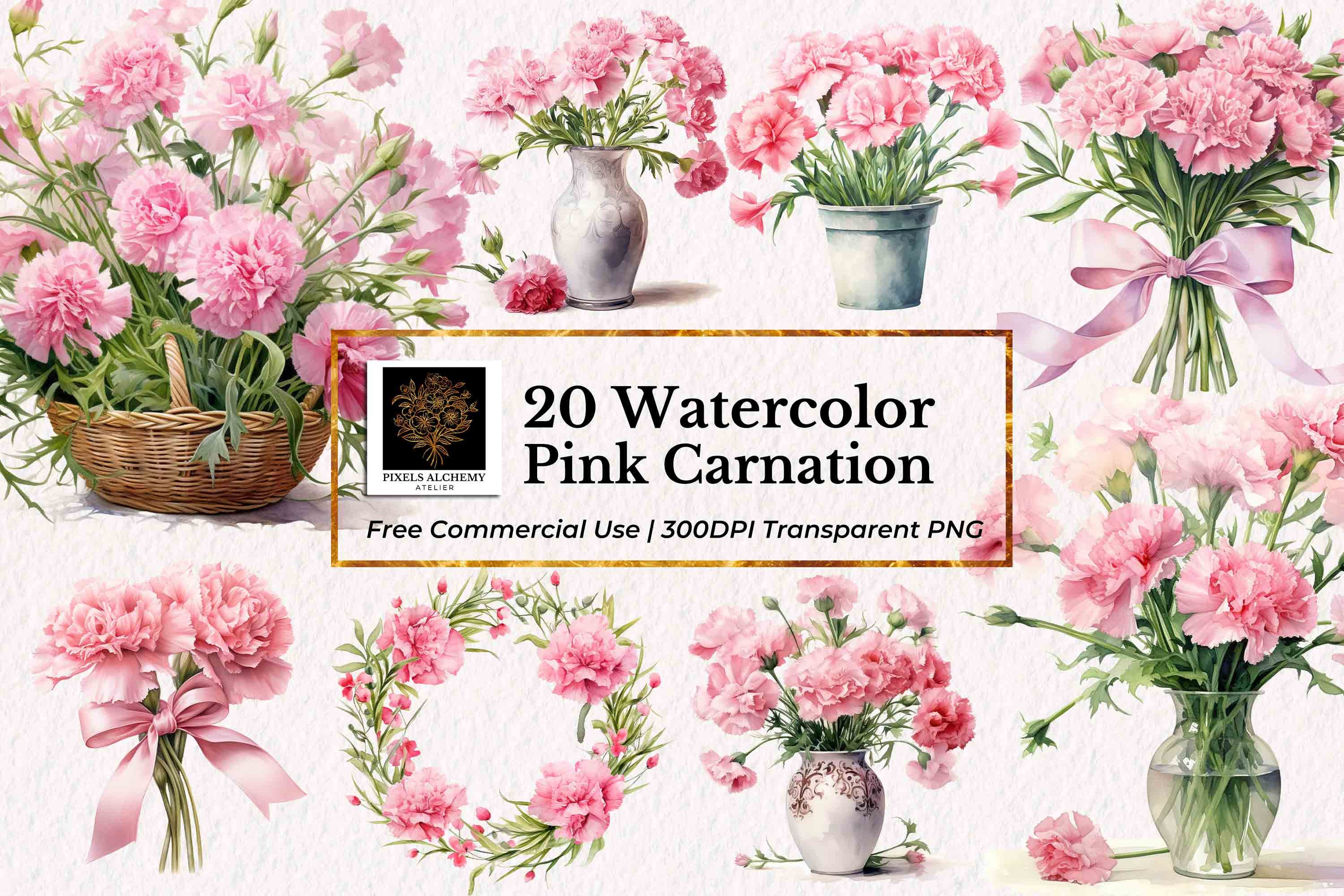 20 Pink Carnation Watercolor Clipart, Transparent PNG, FREE Commercial ...