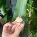 Handmade Polymer Clay Desk Pals / Cream Puff Bear / Jojo Clayy - Etsy