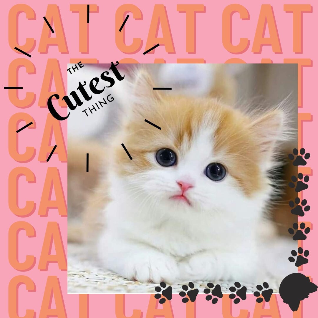 The Cutest Lil Cat Instagram Template - Etsy
