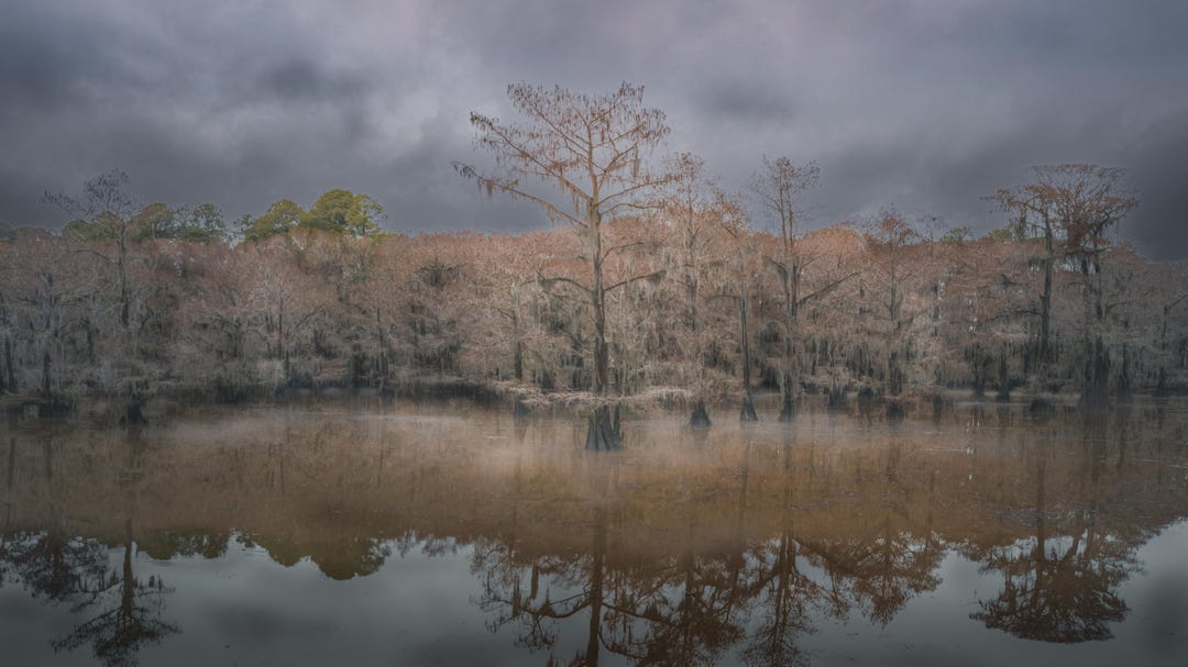 Caddo Lake Cypress Trees Wall Art | Texas Swamp Photography | Moody ...