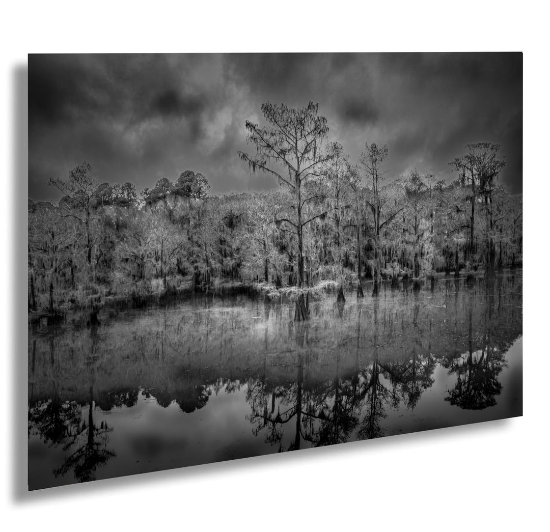 Cypress Trees at Caddo Lake State Park Texas Black & White Wall Art ...
