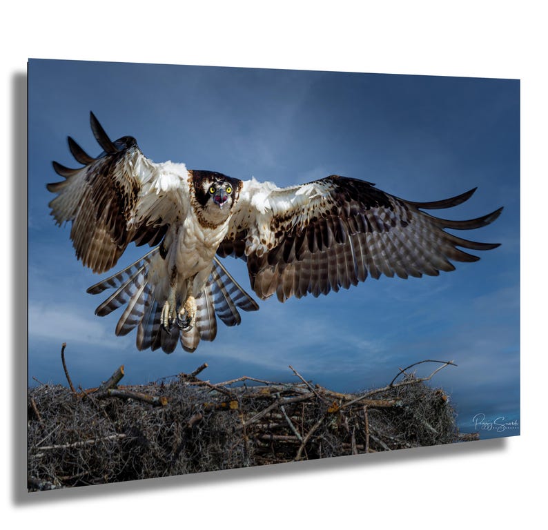 Osprey Bird of Prey Photography: Caddo Lake Wildlife Art - Etsy