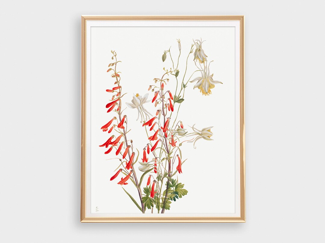 DIGITAL DOWNLOAD Vintage Red Cape Fuchsia Painting by Mary Walcott ...