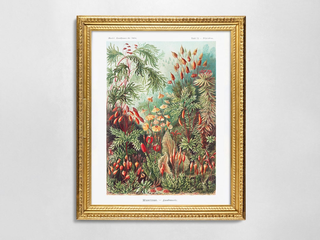 DIGITAL DOWNLOAD - Vintage Botanical Print, Mushrooms Wall Art ...