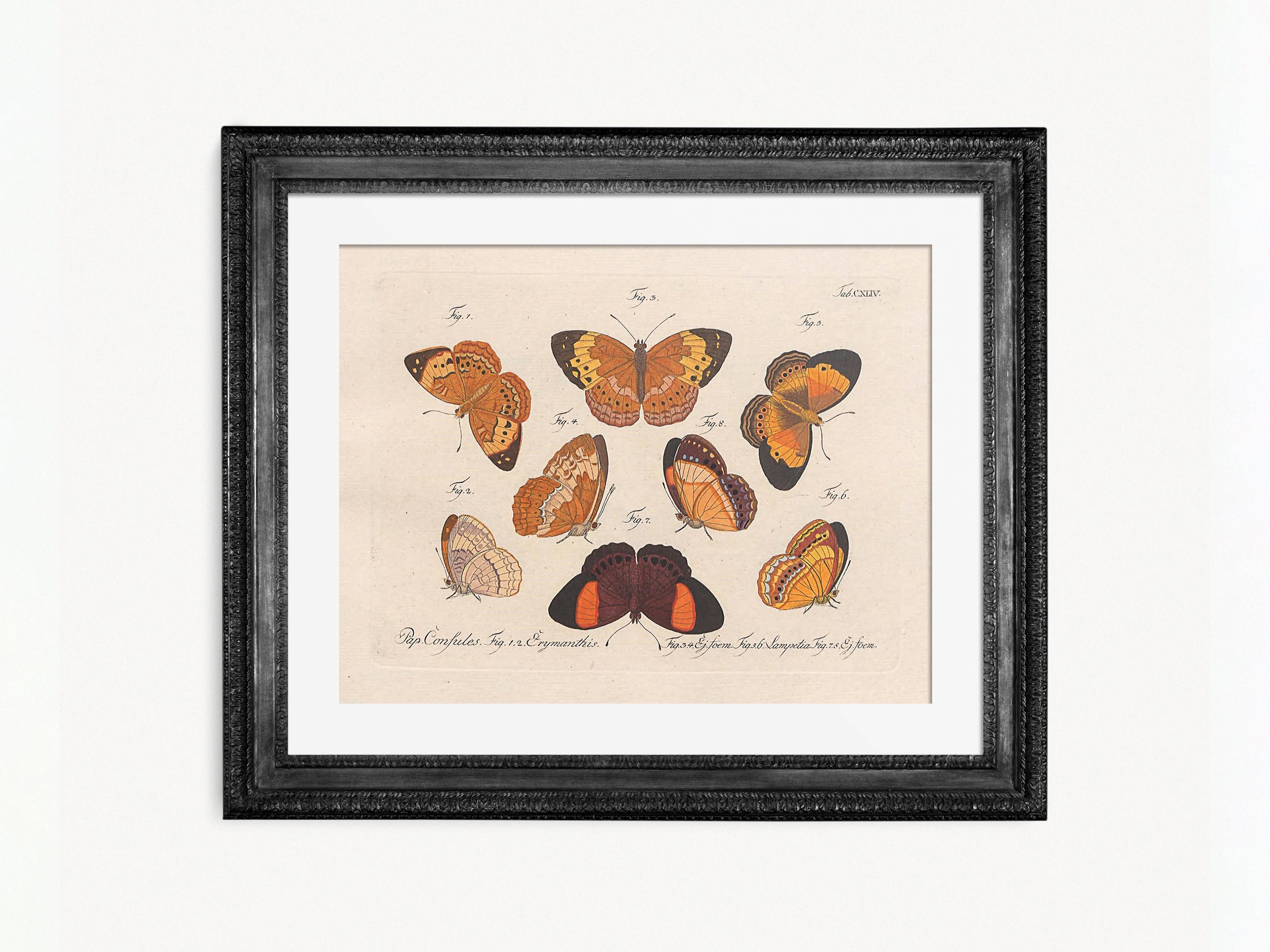 DIGITAL DOWNLOAD - Educational Butterfly Printable Poster, Butterflies ...