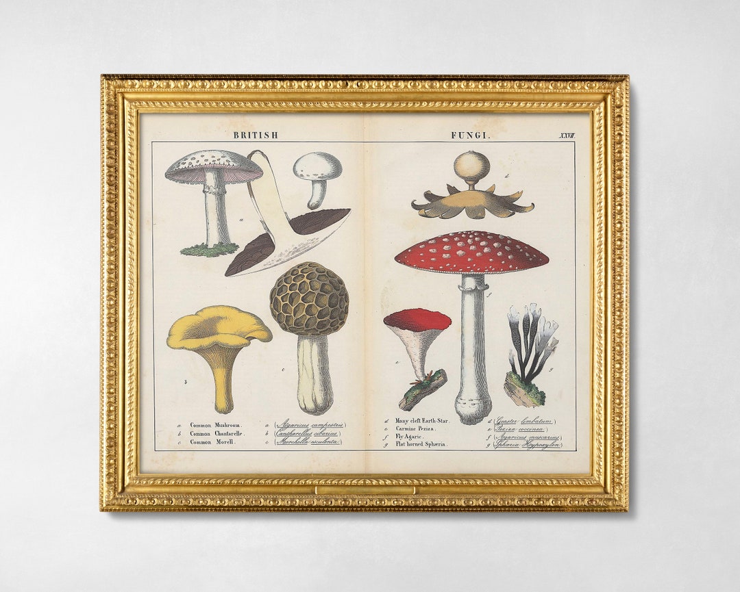 DIGITAL DOWNLOAD - 1857 Mushroom Chart, Vintage Antique Fungi Print ...