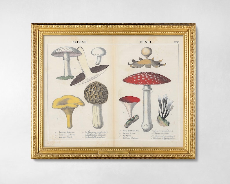 DIGITAL DOWNLOAD - 1857 Mushroom Chart, Vintage Antique Fungi Print ...