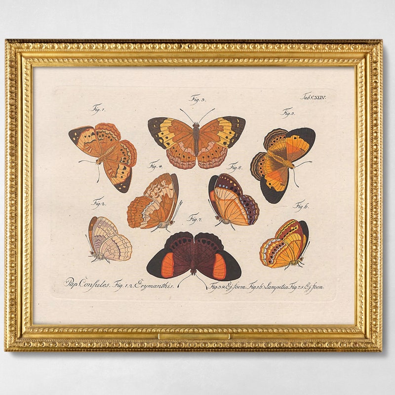 Educational Butterfly Poster - Etsy