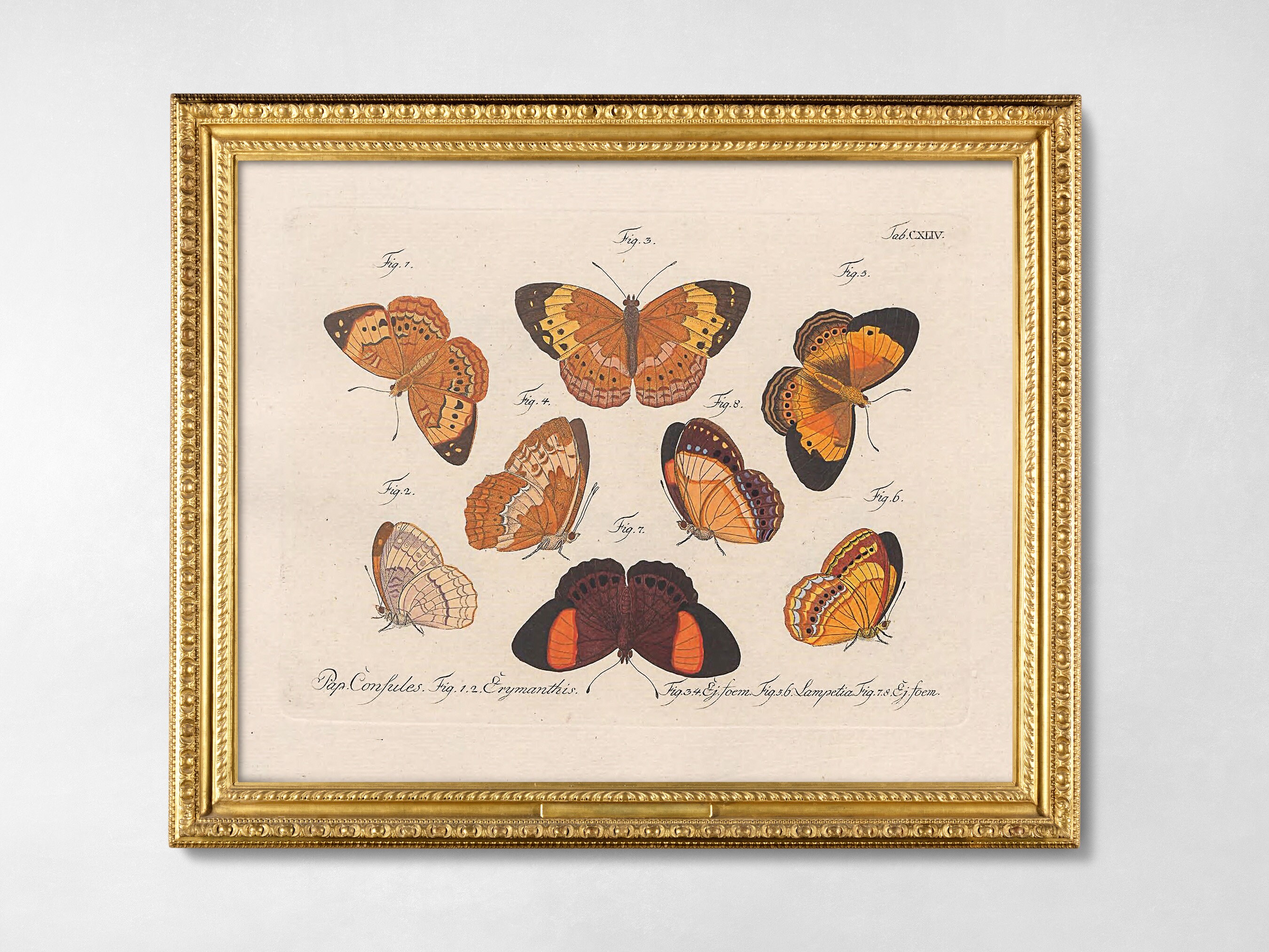 DIGITAL DOWNLOAD Educational Butterfly Printable Poster, Butterflies ...