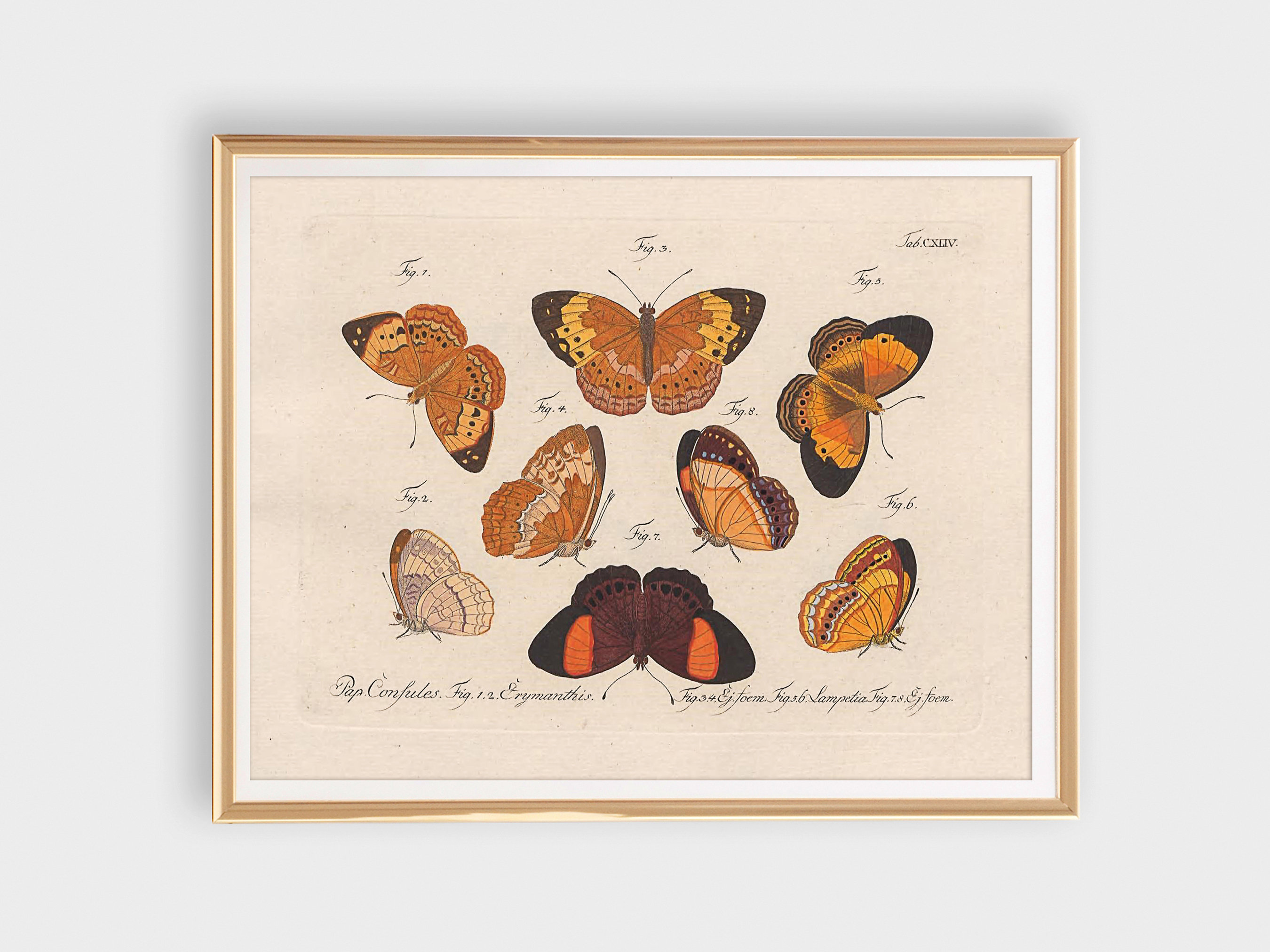 DIGITAL DOWNLOAD Educational Butterfly Printable Poster, Butterflies ...