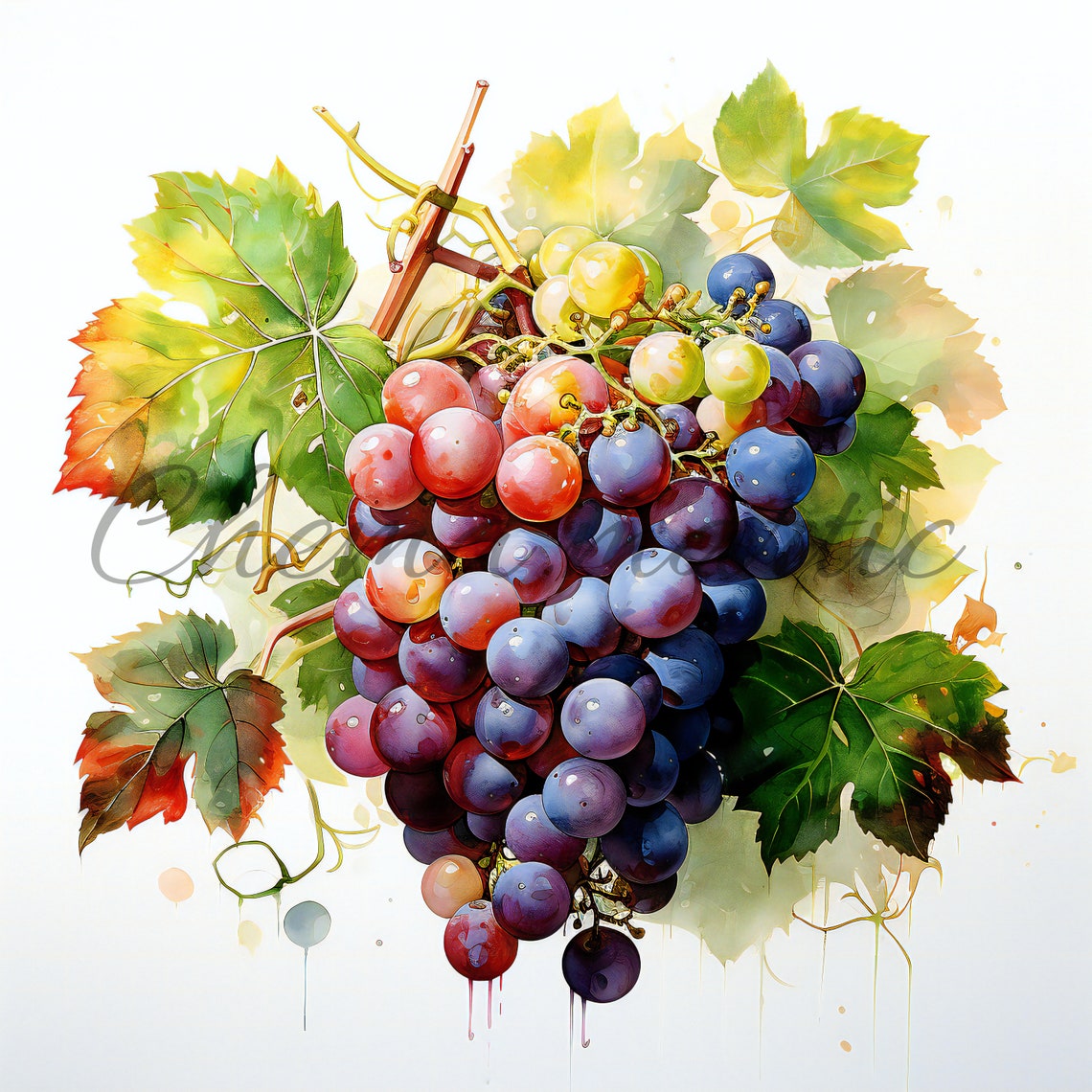 Pack 10 Bunches of Grapes Watercolor Paintings, Clipart, Digital ...