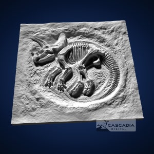 Triceratops Fossil Full - STL Model for CNC Router and 3D Printing - Etsy