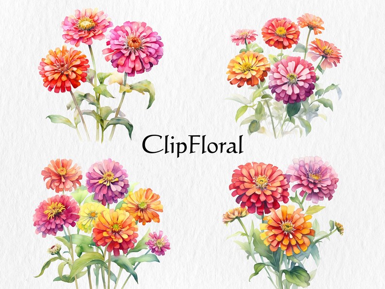 Watercolor Zinnia Flowers Clipart Bundle: PNG Floral Designs (digital ...