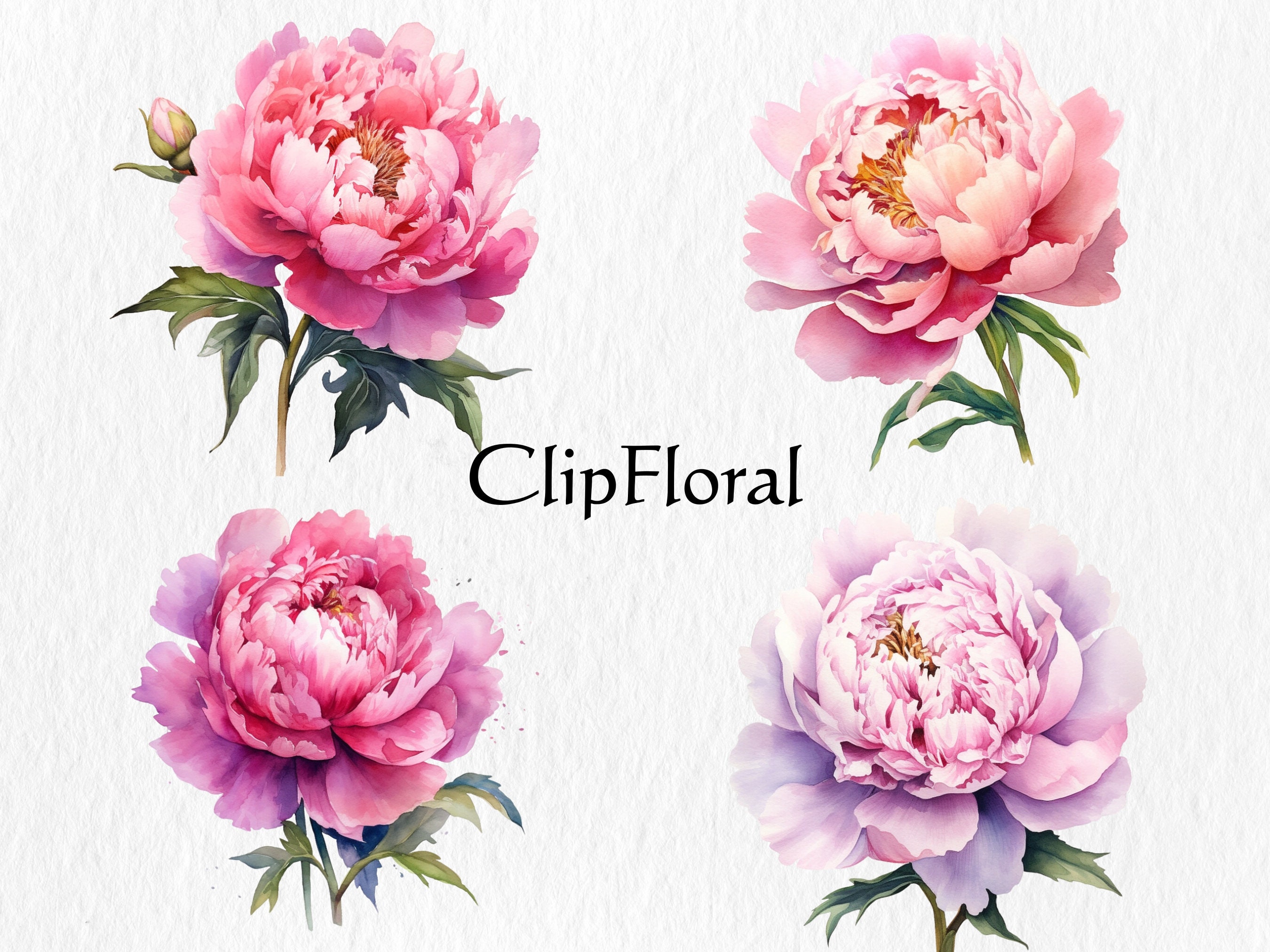 Watercolor Pink Peony Flower Clipart Bundle Watercolor Pink Peony ...