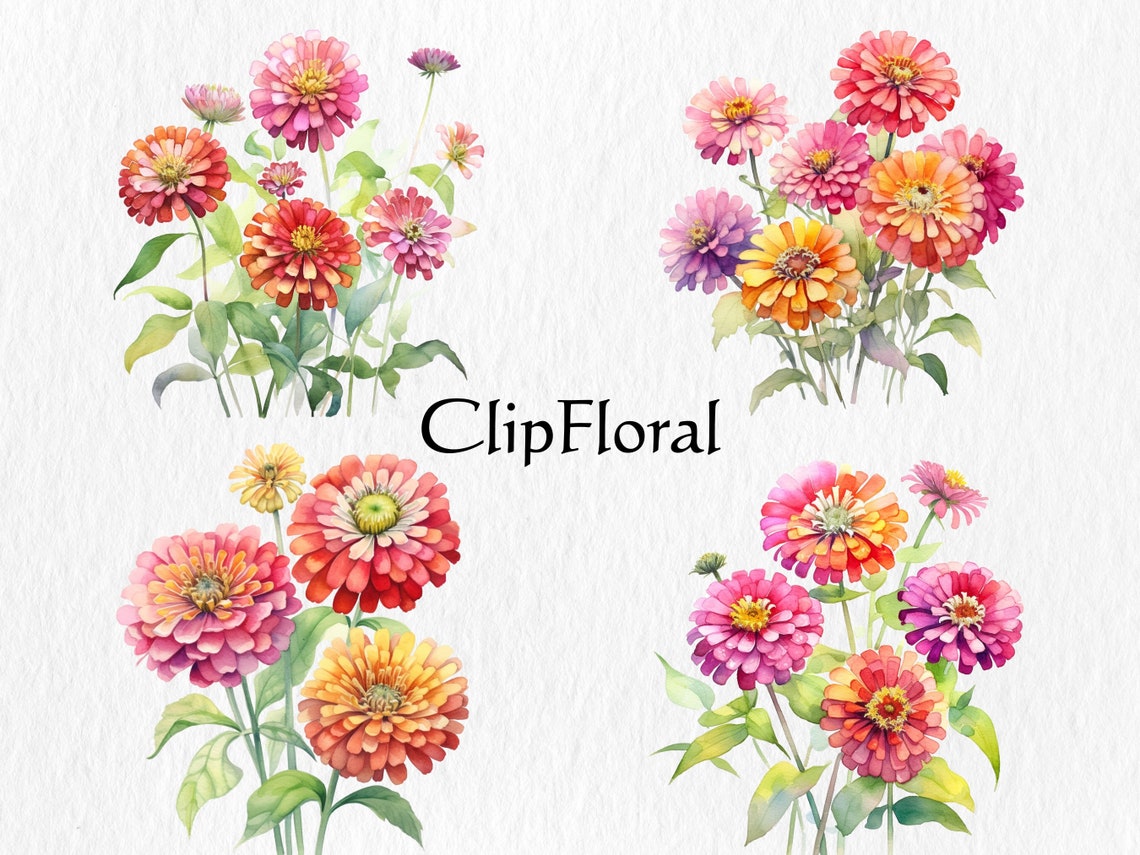 Watercolor Zinnia Flowers Clipart Bundle: PNG Floral Designs (digital ...