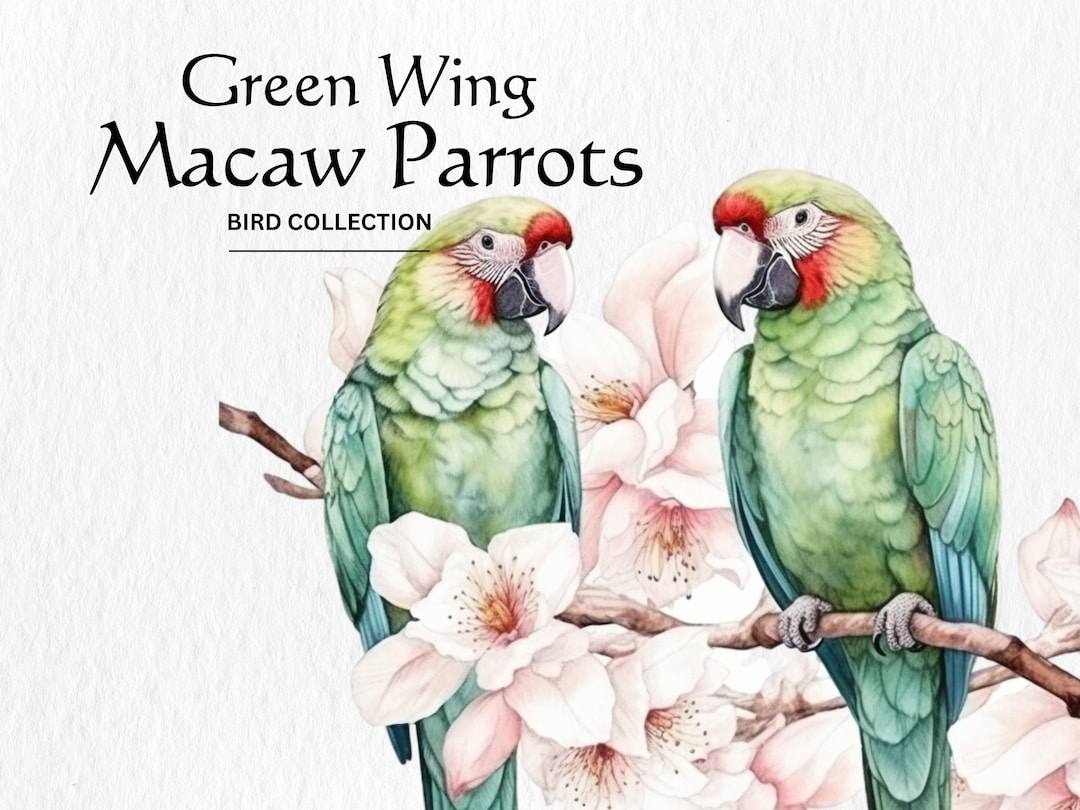 Macaw Parrots Clipart, 8 High Quality Pngs, Nursery Art, Digital ...