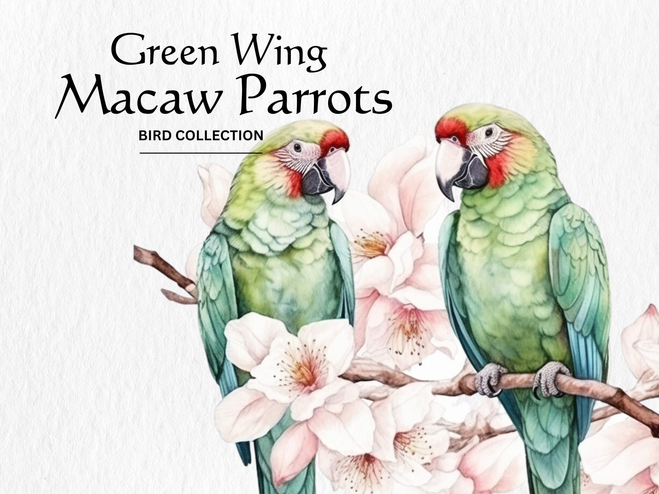 Macaw Parrots Clipart, 8 High Quality Pngs, Nursery Art, Digital ...