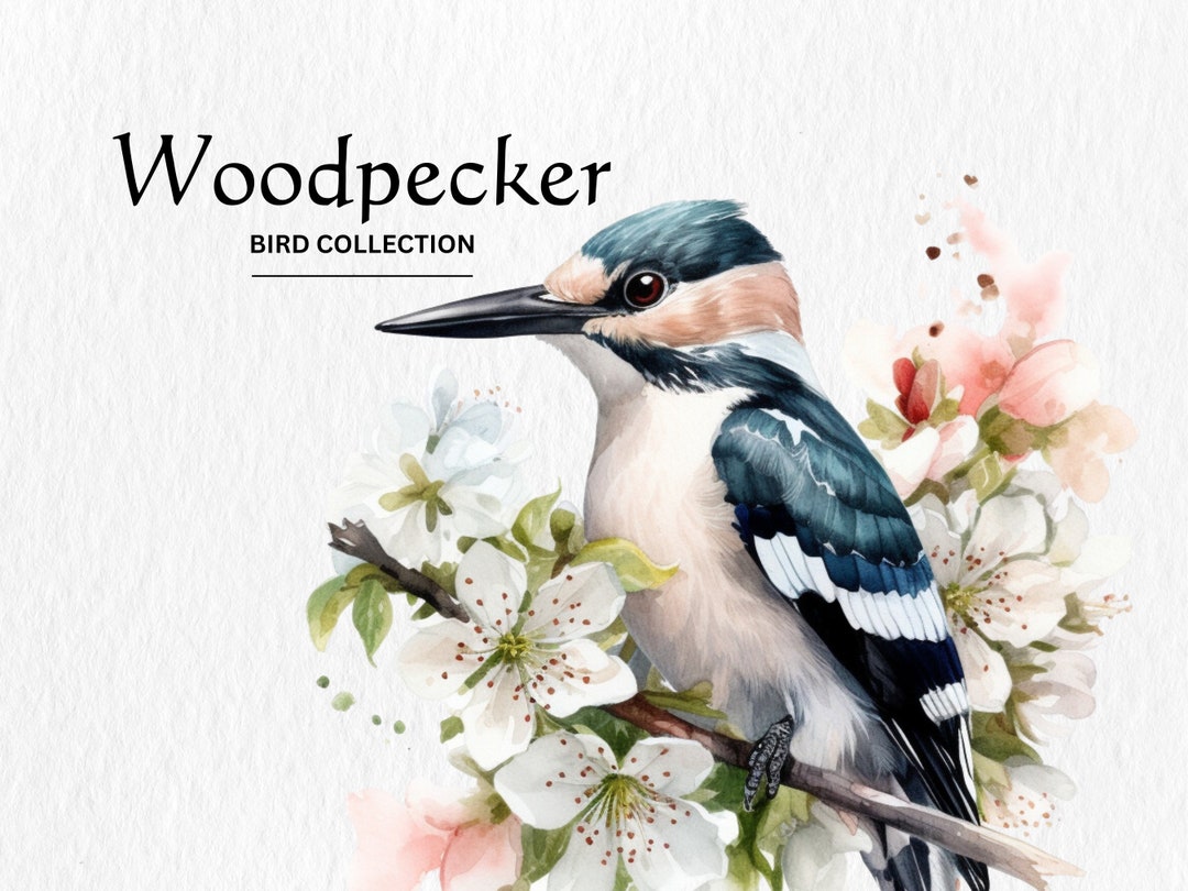 Woodpecker Clipart, 8 High Quality Pngs, Nursery Art, Digital Download ...