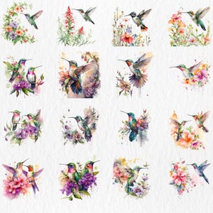 50 Mega Hummingbird PNG Bundle, Watercolor Hummingbird PNG Clipart ...