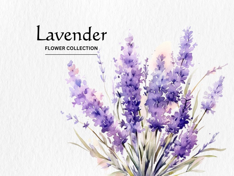 Watercolor Lavender Flowers Clipart Bundle Watercolor - Etsy