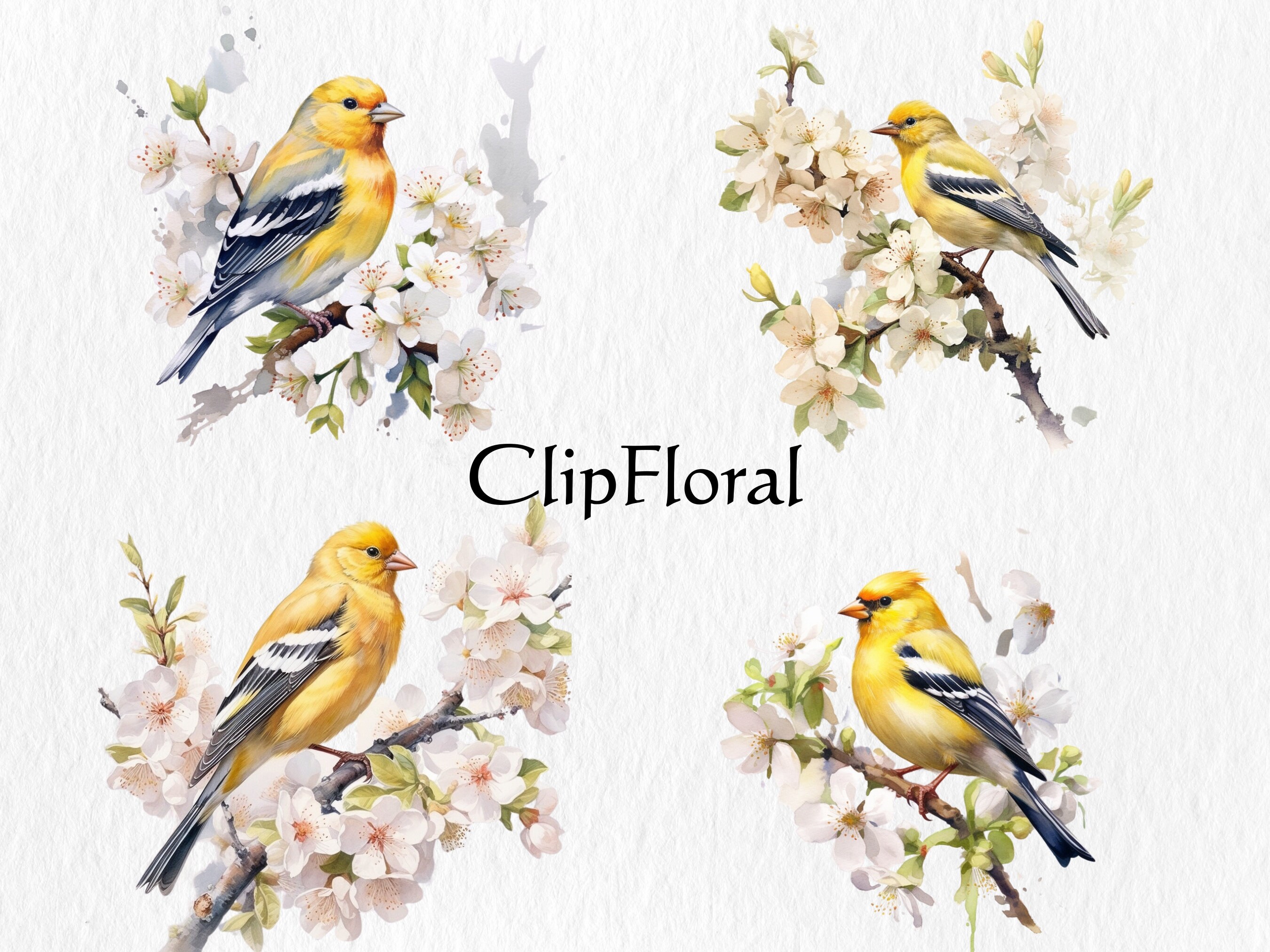 Yellow Finch Clipart, 8 High Quality Pngs, Nursery Art, Digital ...