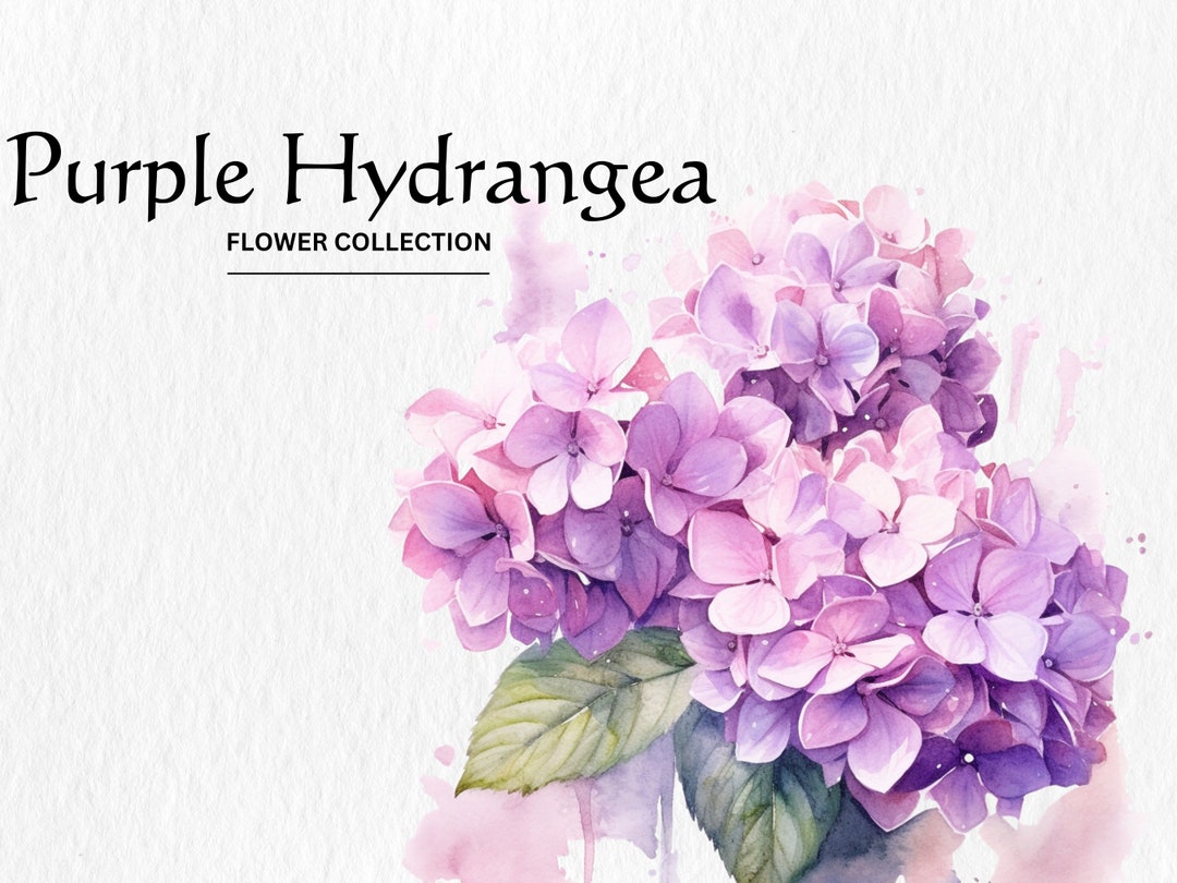 Watercolor Purple Hydrangea Clipart Bundle: PNG Floral Designs (digital ...