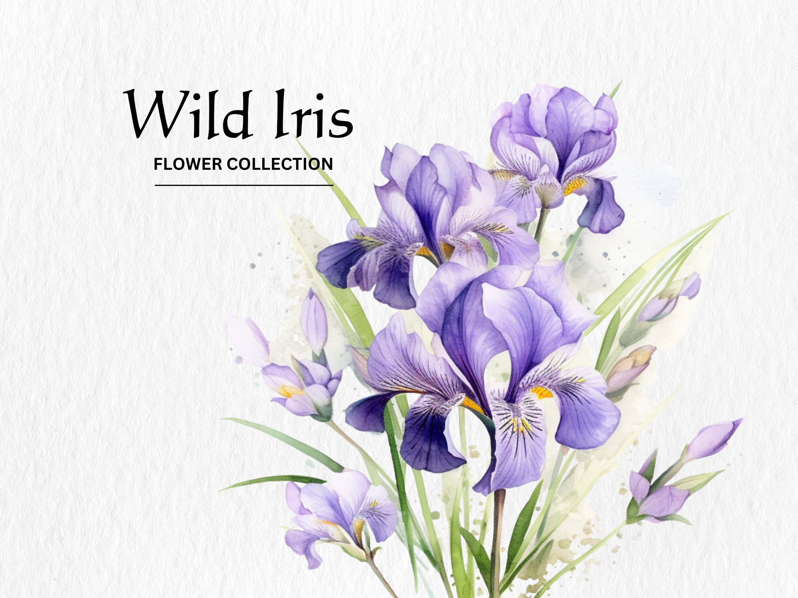 Iris Flower Clipart