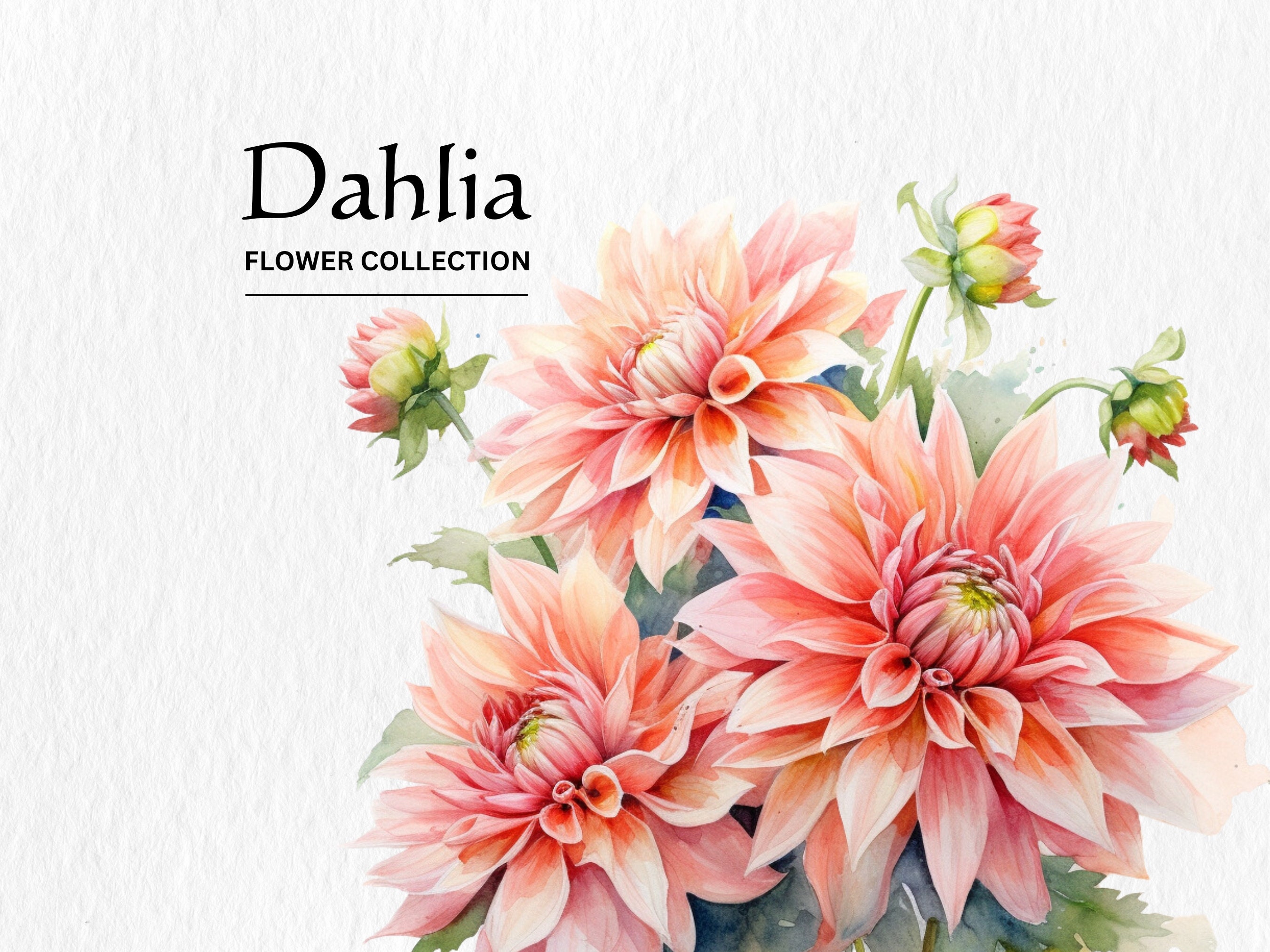 Watercolor Dahlia Flowers Clipart Bundle Watercolor Dahlia - Etsy