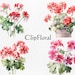 Watercolor Geranium Flowers Clipart Bundle Watercolor Geranium Flowers ...