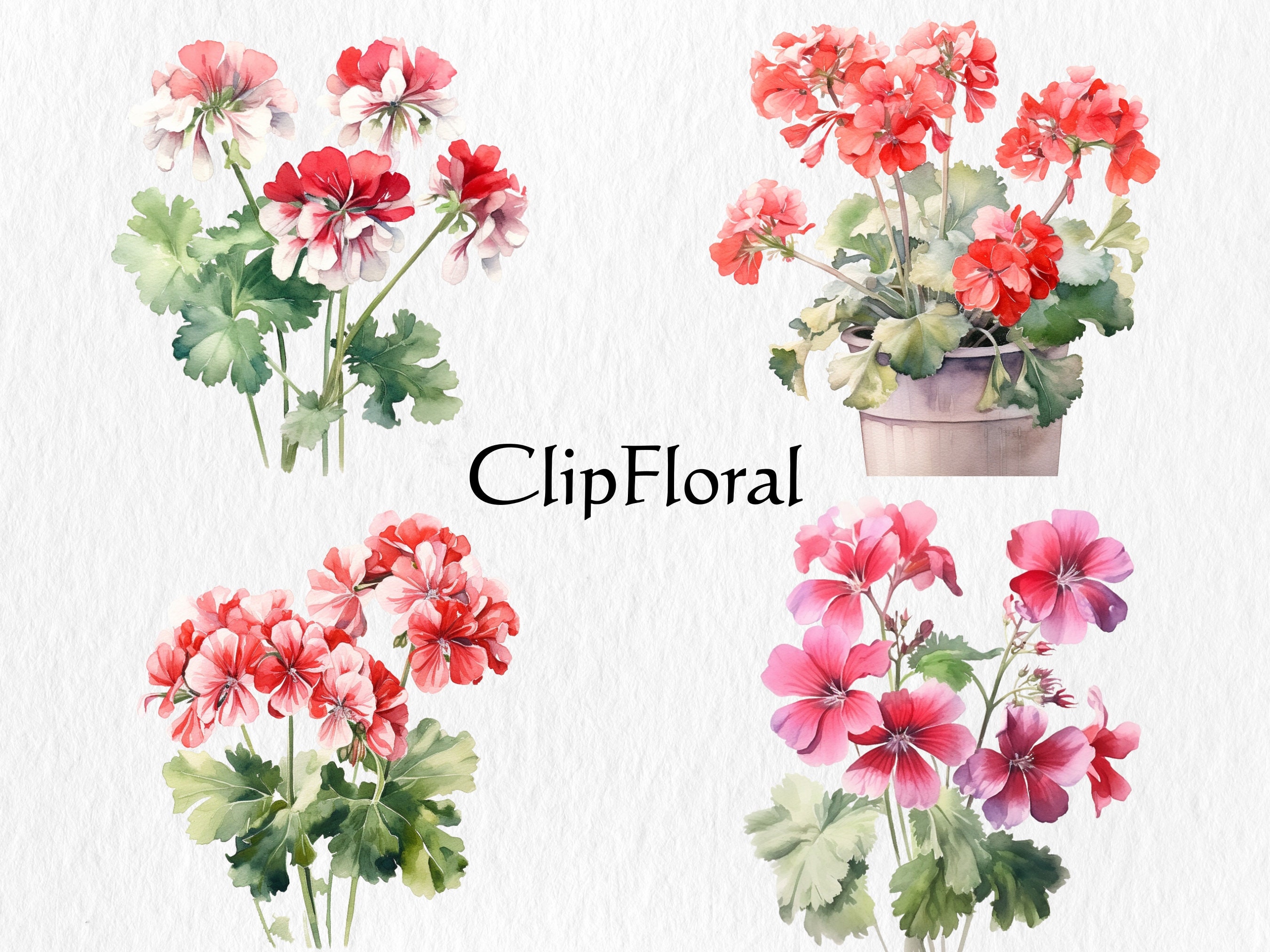 Watercolor Geranium Flowers Clipart Bundle Watercolor Geranium Flowers ...