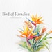 Birds of Paradise Watercolor Art Prints: Exotic Floral Set (digital ...
