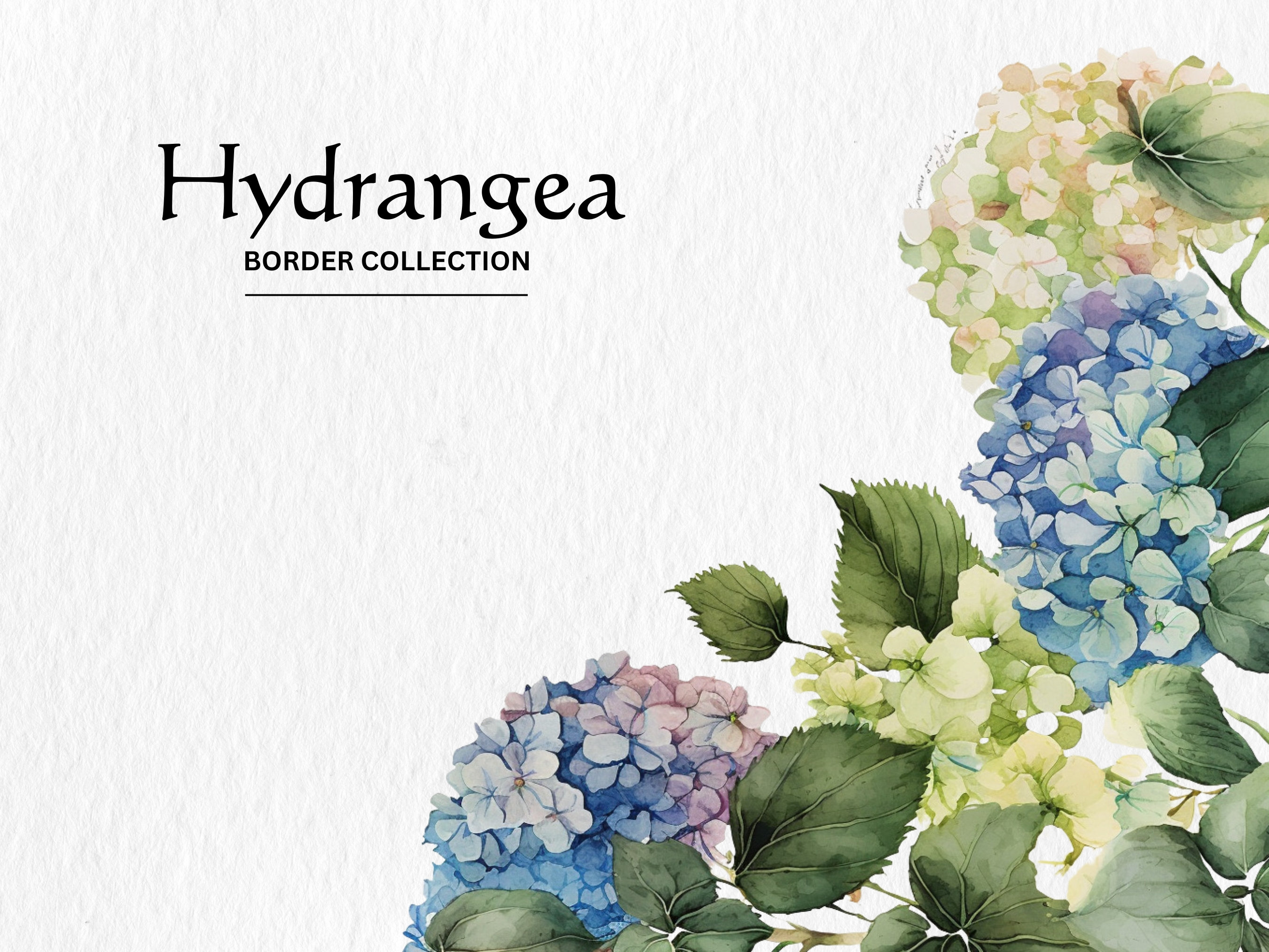 Hydrangea Clipart Borders