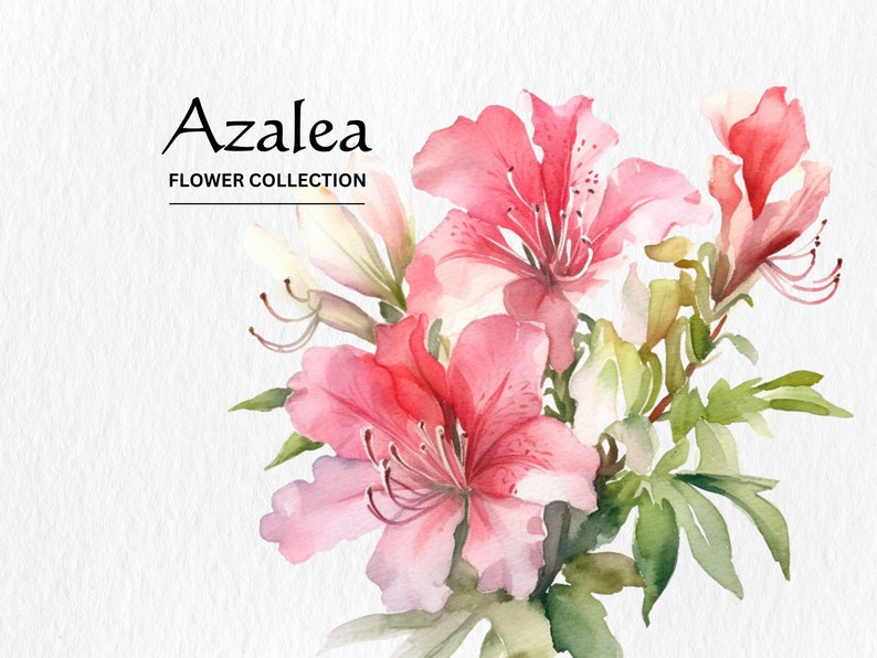 Aquarelle azalée fleurs Clipart Bundle aquarelle azalée fleurs 8 PNG ...