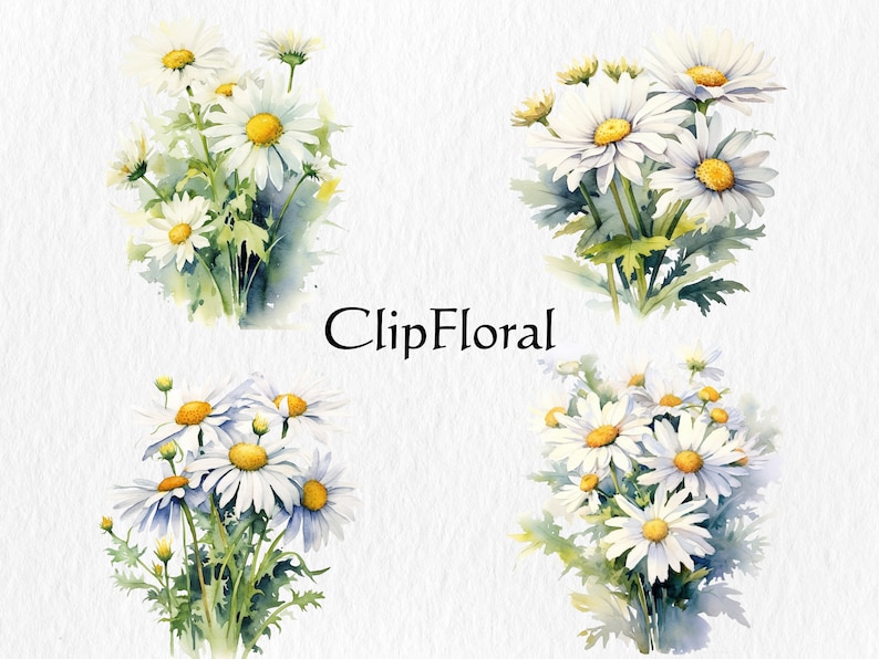 Watercolor Daisy Flowers Clipart Bundle Watercolor Daisy - Etsy