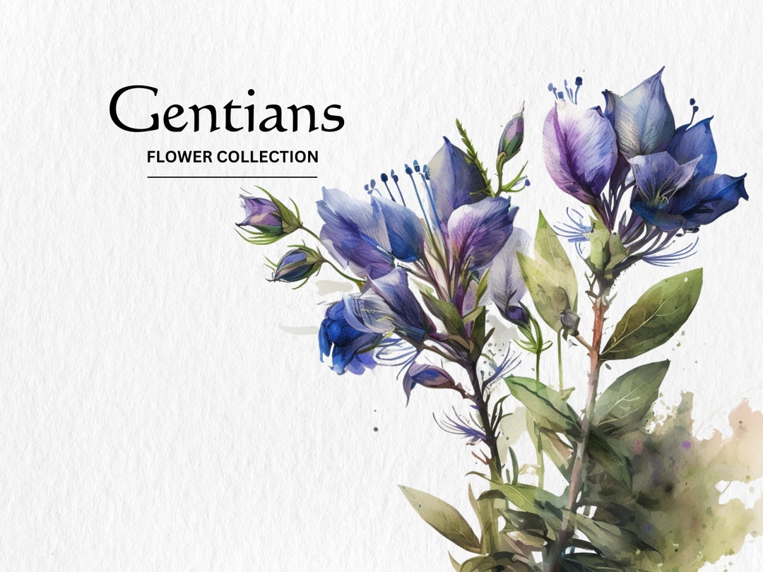 Watercolor Gentian Flowers Clipart Bundle - Watercolor Gentian Flowers ...