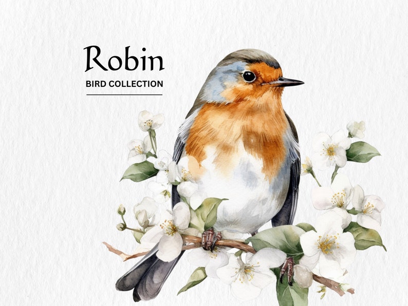 Robin Clipart 8 High Quality Pngs Nursery Art Digital - Etsy