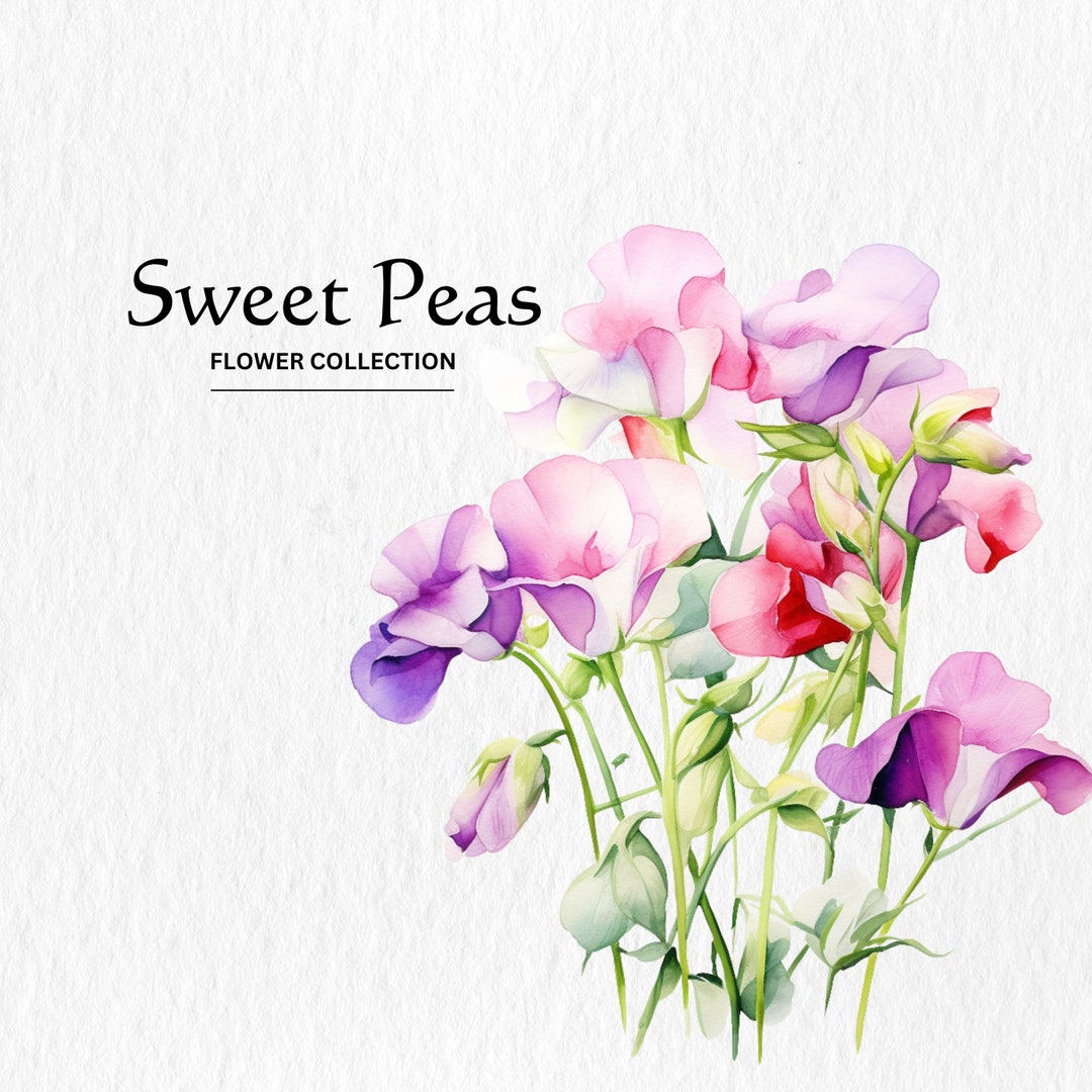 Watercolor Sweet Peas Clipart - Wild Flower Clipart Spring Floral ...