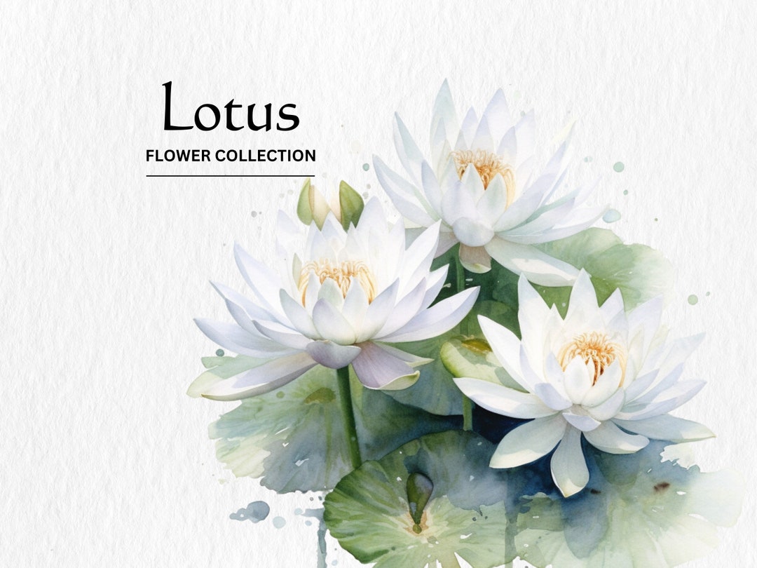 Watercolor Lotus Flowers Clipart Bundle Watercolor Lotus Flowers 8 PNG ...
