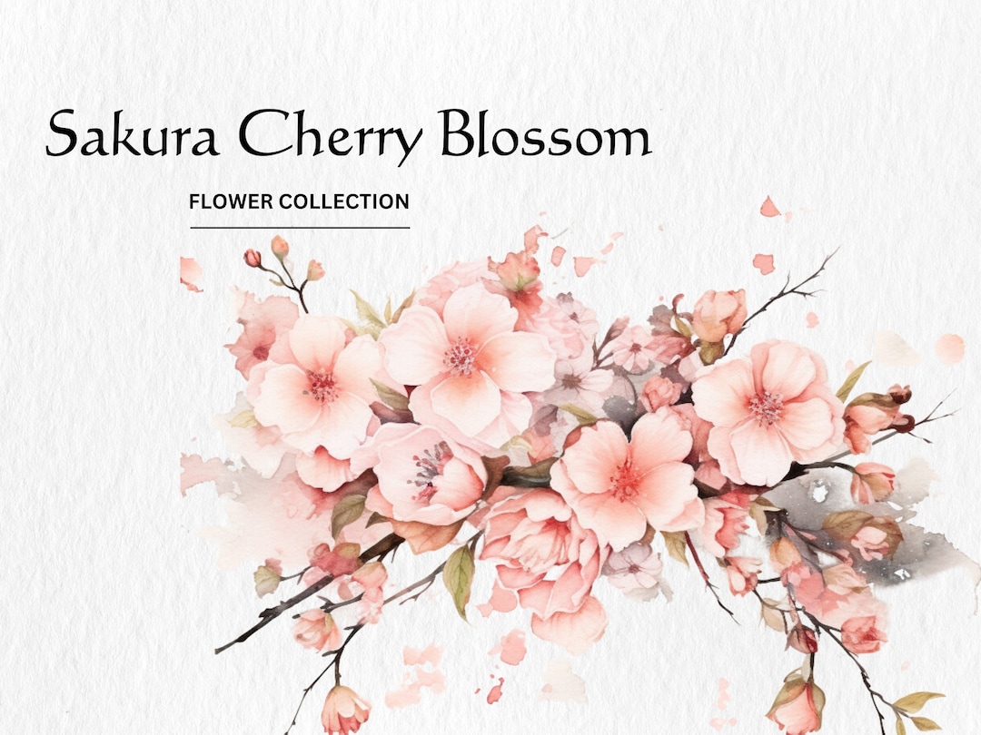 Watercolor Sakura Cherry Blossom Clipart Bundle Watercolor Sakura ...