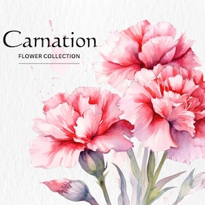 Watercolor Carnation Flowers Clipart Bundle - Watercolor Carnation ...