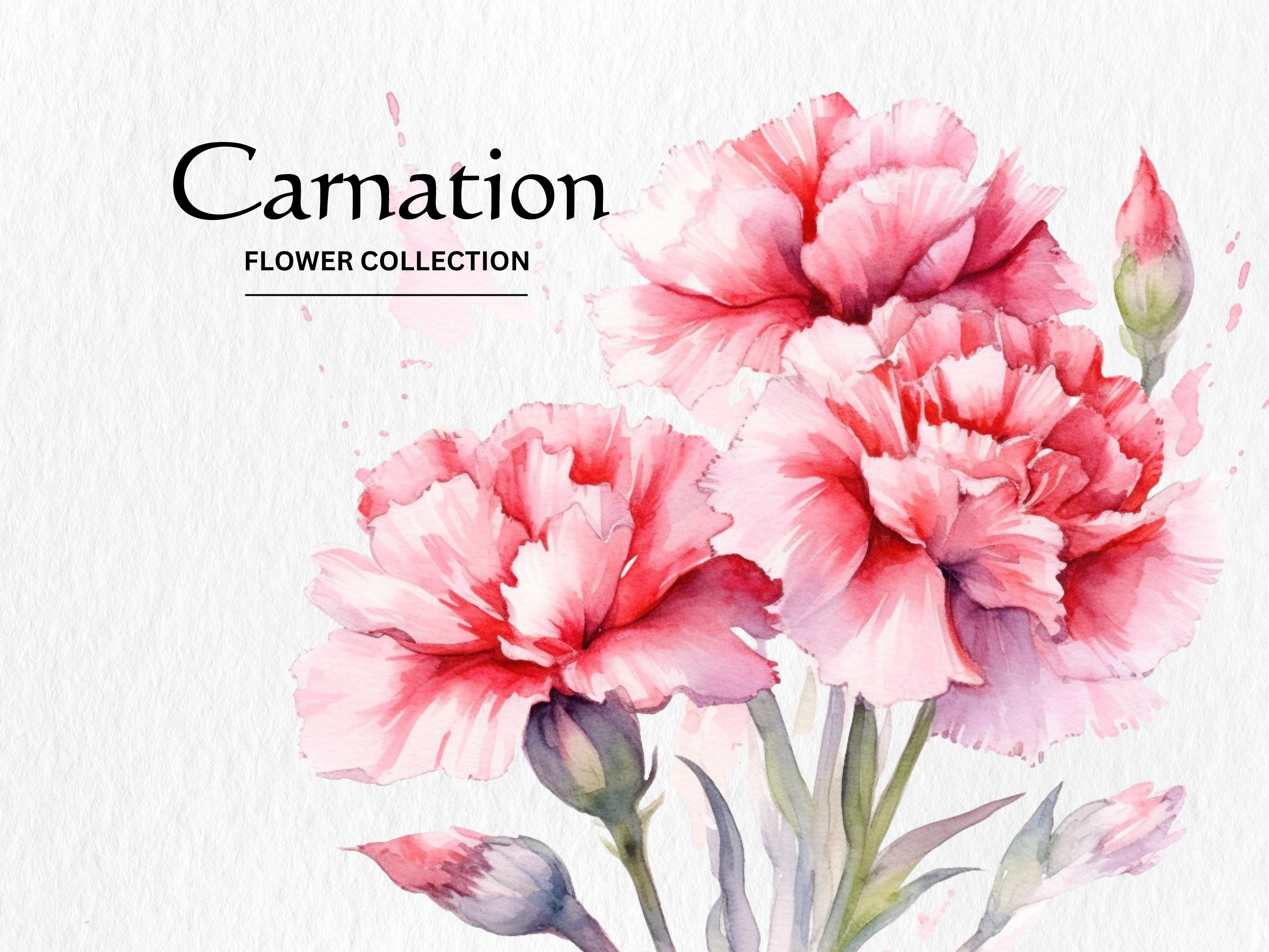 Watercolor Carnation Flowers Clipart Bundle Watercolor - Etsy