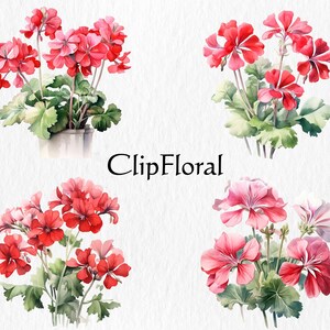 Watercolor Geranium Flowers Clipart Bundle - Watercolor Geranium ...