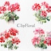 Watercolor Geranium Flowers Clipart Bundle Watercolor Geranium Flowers ...